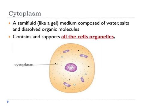 PPT Cell Biology Cell Structure And Function PowerPoint Presentation ID