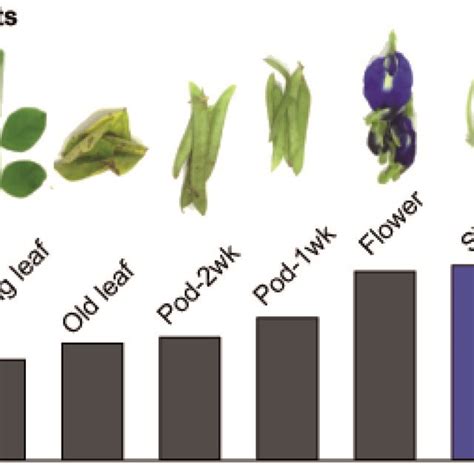 Isolation Of Butelase 1 From C Ternatea Shoot Extracts A Ligase