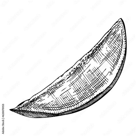 Hand Drawn Mango Sketch Tropical Fruit Vector Illustration Isolated On White Background Sliced