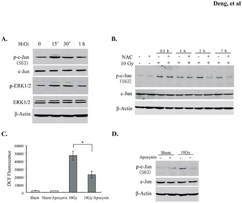 Ros Is Associated With C Jun Phosphorylation A 100 Mm Exogenous Download Scientific Diagram