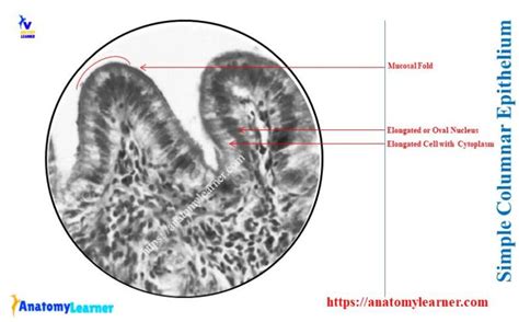 Simple Columnar Epithelium Under A Microscope With Labeled Diagram Anatomylearner