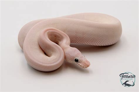 Python Royal Python Regius Leucistic Spider