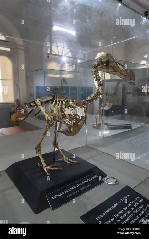 Dodo Or Drone More Rarely Doudo Or Dudu Raphus Cucullatus Skeleton