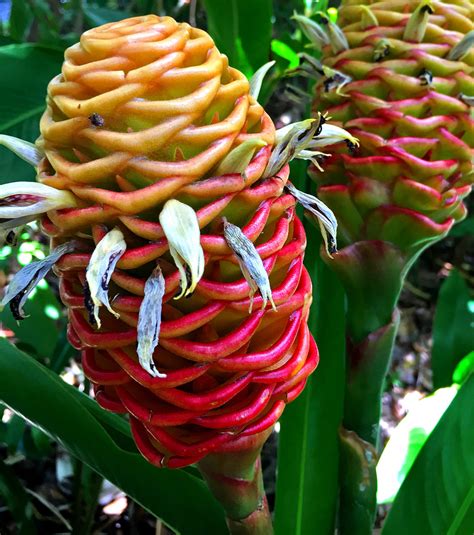 Flowers That Look Weird At Holly Mellott Blog