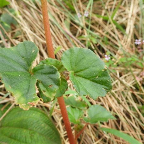Fischers Begonia Begonia Fischeri Plant Care And How To Grow Water