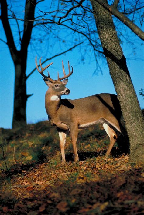 When To Put Tree Guards On To Protect Against Deer