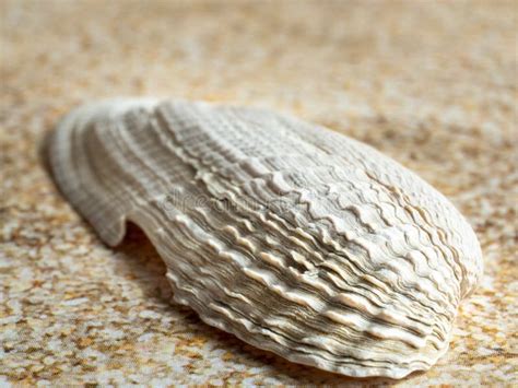 Scallop Shell Close Up On White Stock Image Image Of Summer Shot