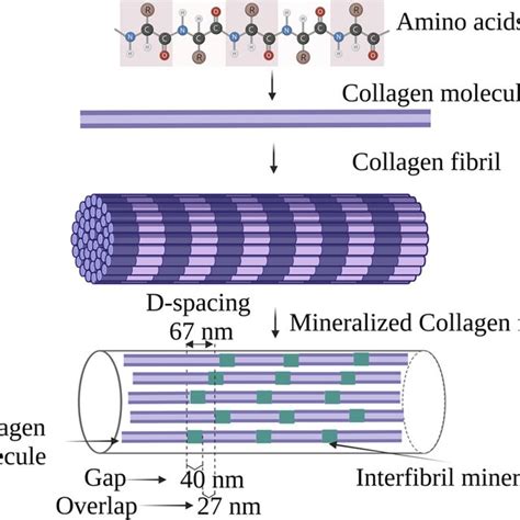 Schematic Illustration Of The Hierarchical Structure Of Collagen Download Scientific Diagram