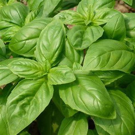 千牛优福新鲜罗勒叶：披萨草的美味奥秘，让你轻松解锁西餐香料新境界！ 叶菜类 淘宝百科网