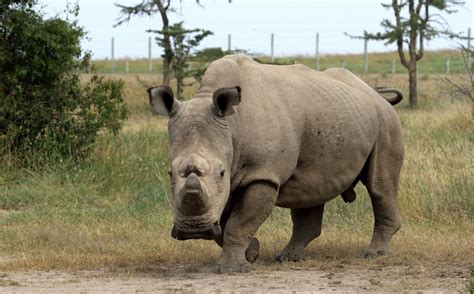 First Ever Test Tube Rhino Embryo Gives Hope For Functionally Extinct