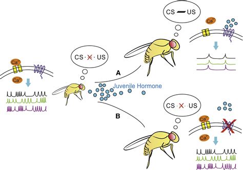 Less Is More Hormonal Induced Decrease In Brain Activity Is Required