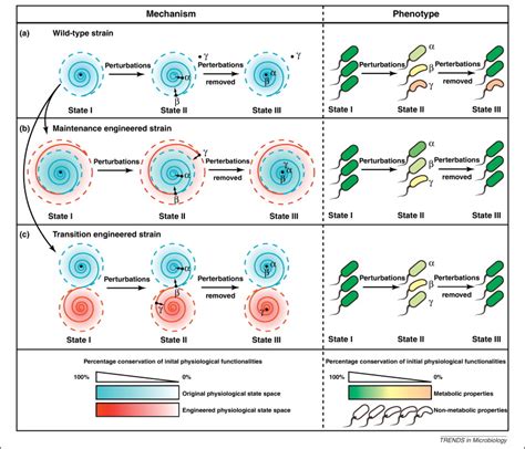 Engineering The Robustness Of Industrial Microbes Through Synthetic Biology Trends In Microbiology
