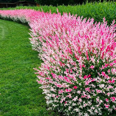 8 Dappled Willow Cuttings To Grow Stunnning Tricolor