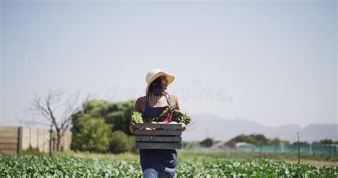 Agriculture Garden And Woman With Box Crate Of Sustainable Vegetables