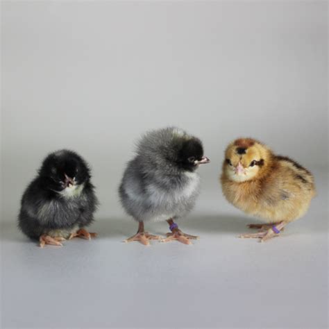 Olive Egger Chicks Hard Run Acres