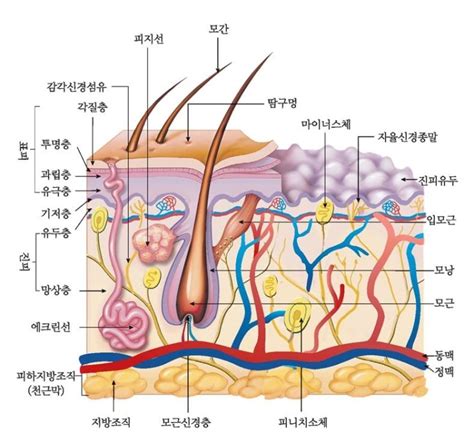 피부의 구조 네이버 블로그
