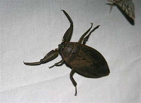 Giant Water Bug Came To A Blacklight Quite Startled Me Wh Flickr