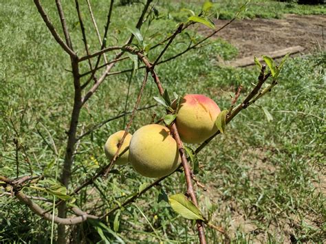 Comfrey In The Food Forest