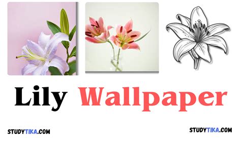 54 New Lily Photos And Images [new Pics] New Lily Wallpaper Lily