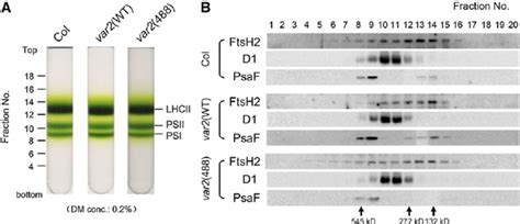 Sucrose Density Gradient Analysis Of Thylakoid Membrane Proteins