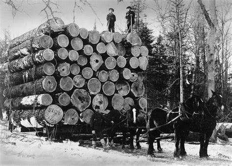 Logging Definition Facts Britannica