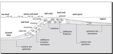 Klasifikasi Batuan Karbonat Menurut Embry And Klovan