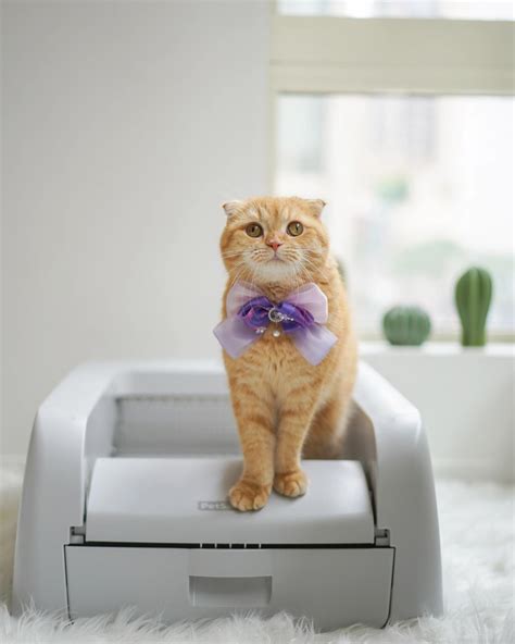 Exclusive Scoopfree Litter Box Offers Petsafe®