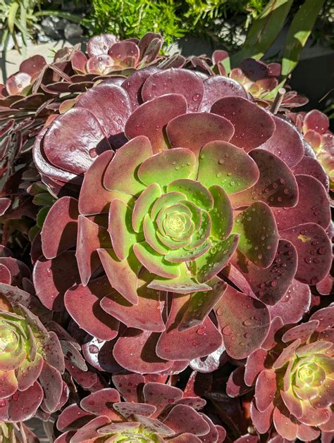 How To Grow And Care For Aeoniums Essential Tips