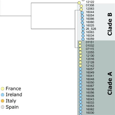 Core Genome Phylogeny Of 38 V Aestuarianus Isolates Reveals Two Clades Download Scientific