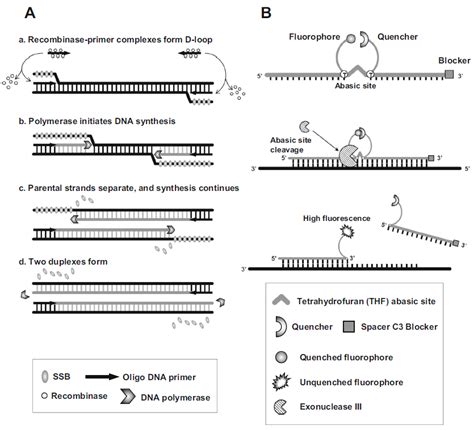 Scheme Of The Rpa Process And Probe Based Reaction A Dna