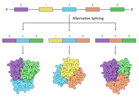 Alternative Splicing