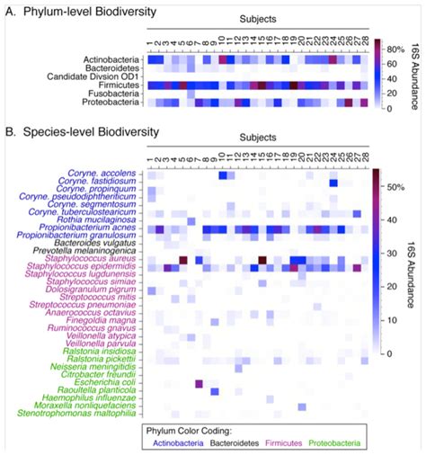 Phylum And Species Level Diversity A Phylum Level Classification