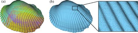 Integration Of Eight Partially Overlapping Scans Of A Seashell Model Download Scientific