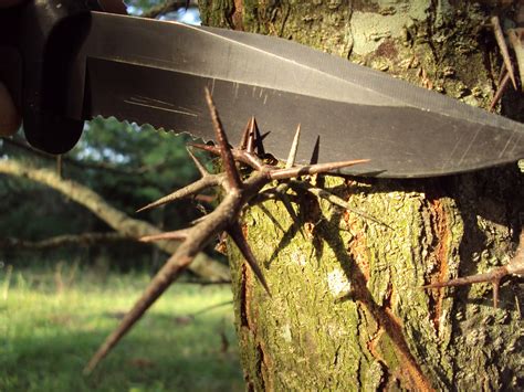 Missouri Survival The Honey Locust Thorn Tree