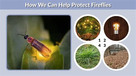 Why Fireflies Are Going Extinct Causes And Solutions