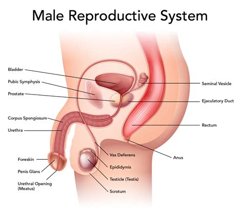 Male Reproductive System Diagram Labeled