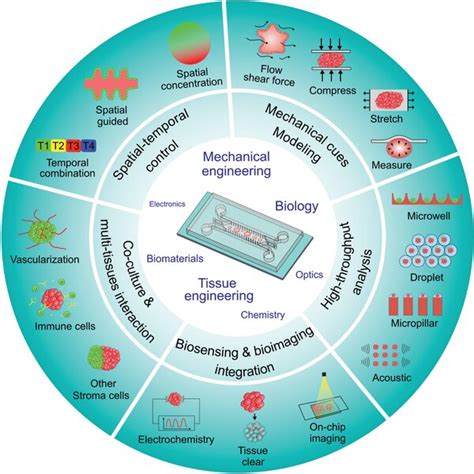 Overall Advances Of Spheroids And Organoids On A Chip Microfluidic Download Scientific Diagram