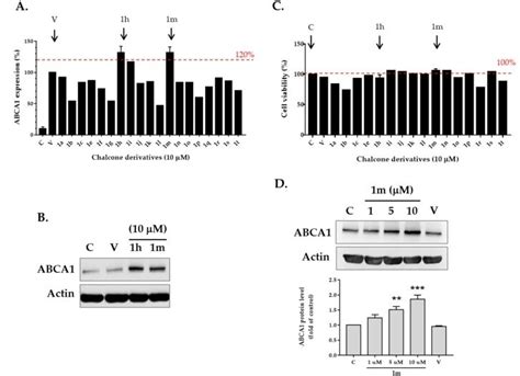 Beta Actin Loading Control Antibody Ma5 15739