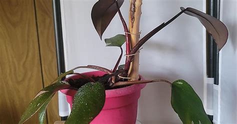 Any Advice For A Rookie Is Much Appreciated Album On Imgur