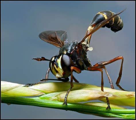 Physocephala Rufipes Beautiful Bugs Arthropods Insects