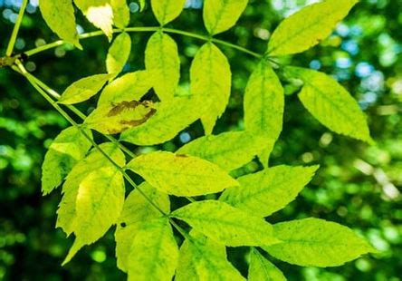 Tree Guides Tree Identification The Tree Man