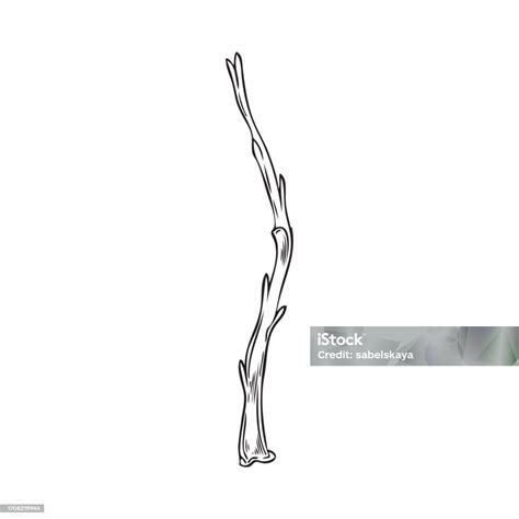 열매가 없는 바다 갈매나무속의 가지 분리된 스케치 벡터 그림 가을에 대한 스톡 벡터 아트 및 기타 이미지 가을 가지 식물 부위 갈매나무 Istock
