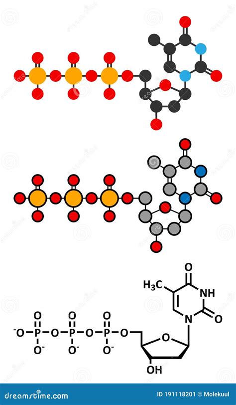 Thymidine Triphosphate Ttp Nucleotide Molecule Dna Building Block Stock Vector Illustration