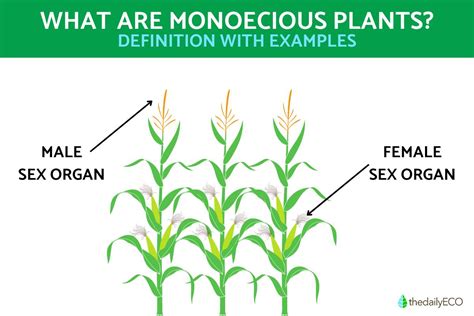 What Are Monoecious Plants With Examples And Photos