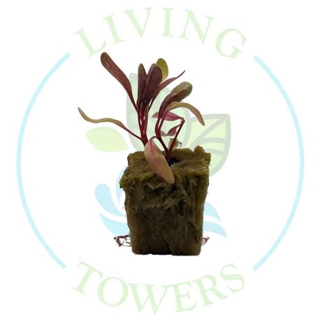 Tower Garden Ready Ruby Red Swiss Chard Seedling Living Towers Florida Keys