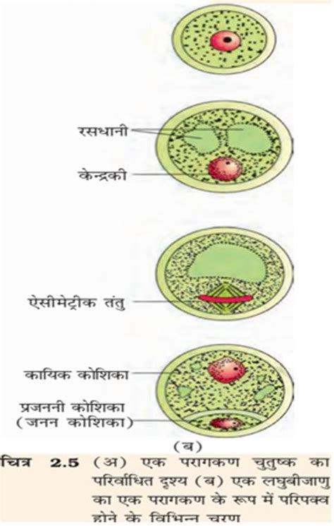 Ncert Class 12 Biology नोट्स Chapter 2पुष्पी पादपों में लैंगिग जनन
