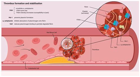 Thrombophilia Profile Krown Laboratory And Referral Center