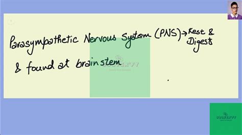 [biology] Where Are Parasympathetic Preganglionic Cell Bodies Located A Cerebellum B