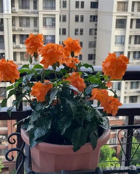蓝妖：鸟尾花怎么养开花多？做好这2点，四季开花不断 知乎