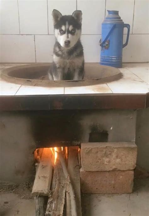 边牧：这样的二哈，不能深交！